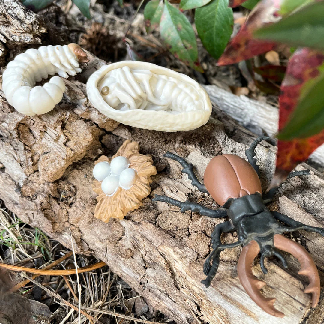 SAFARI - Life Cycle of a Stag Beetle – The Learning Curve